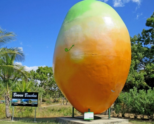 bowen-big-mango
